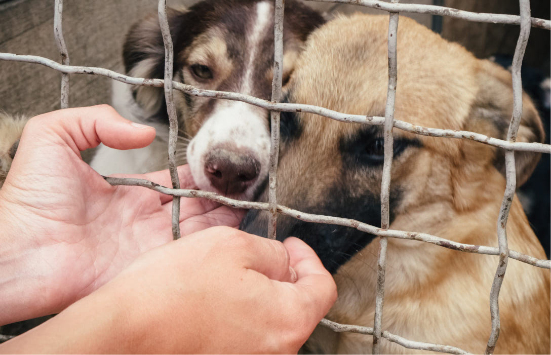 05 GoodHeart Save the Pets - Concern to Community Engagement