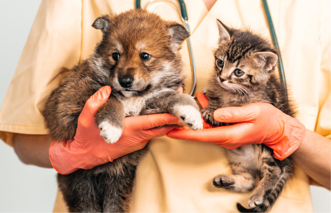 05 GoodHeart Save the Pets - Concern to Community Engagement